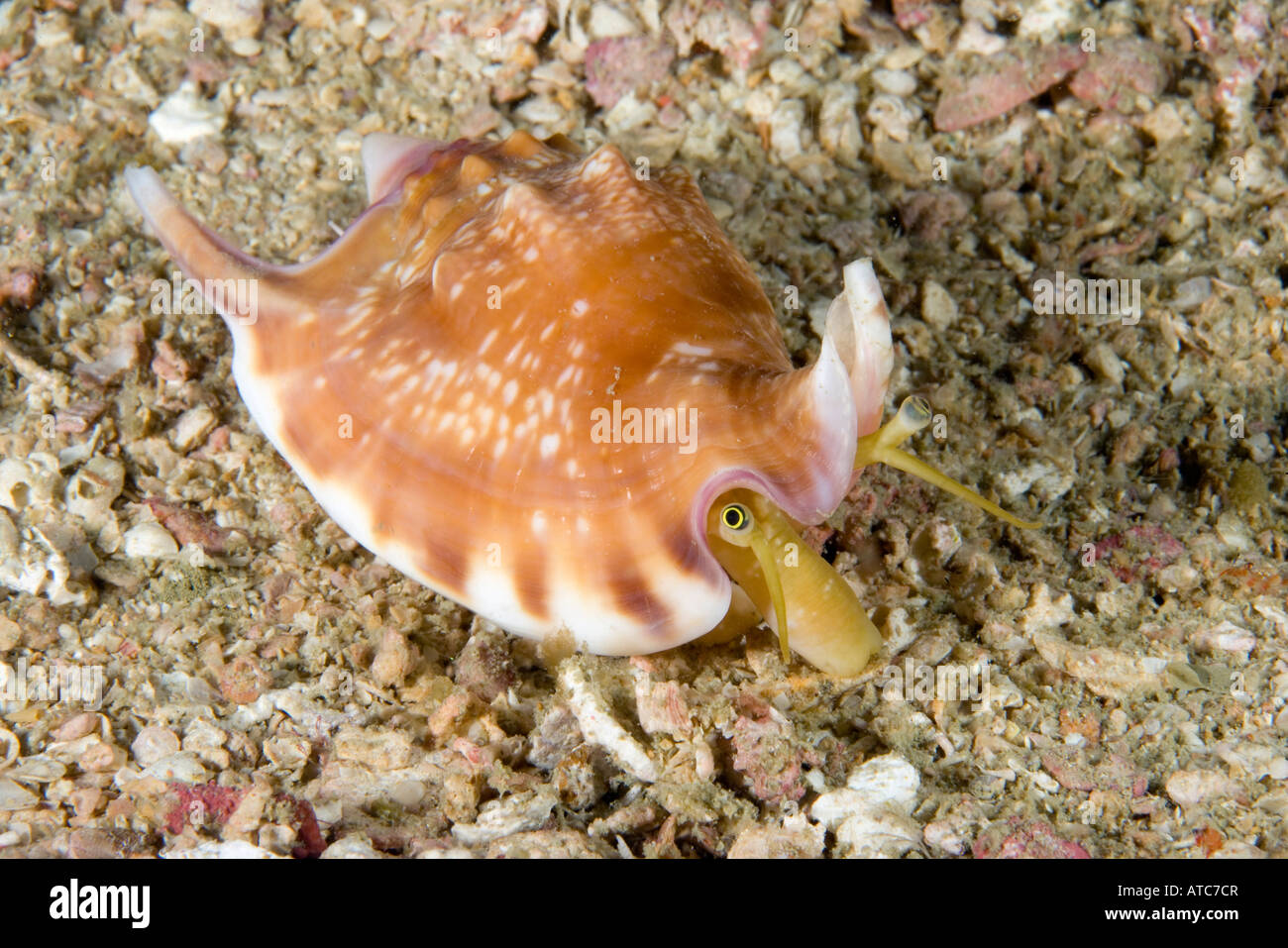 Strombus sea slug hi-res stock photography and images - Alamy
