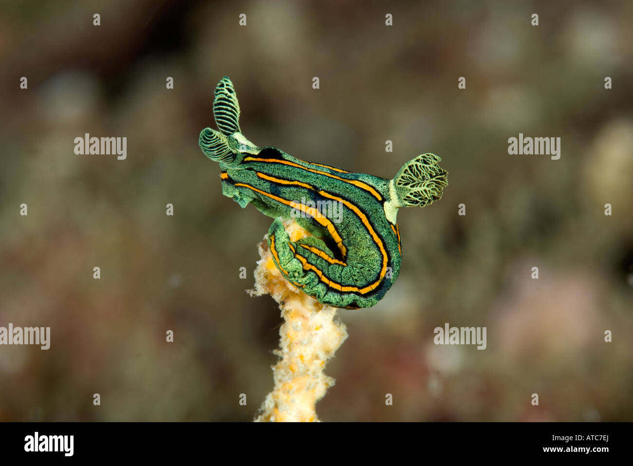 nudibranch unidentified Polyceridae Raja Ampat Irian Jaya West Papua ...