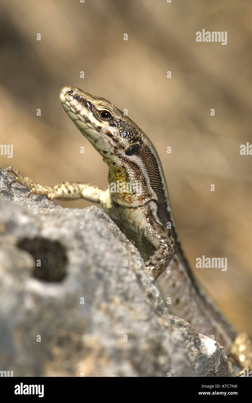 Common wall lizard austria hi-res stock photography and images - Alamy