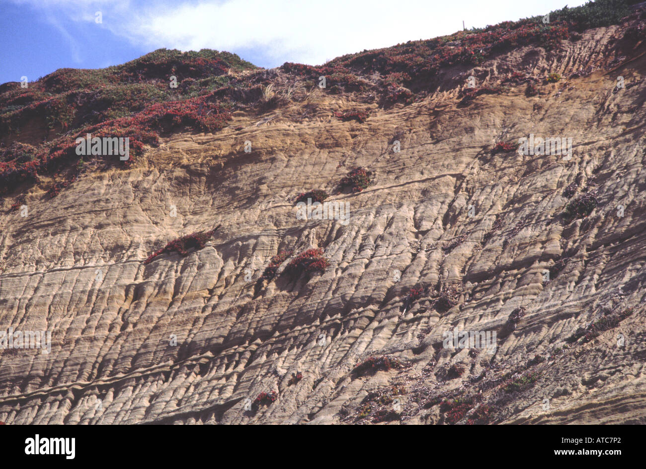 sandstone cliffs face beach in Fort Funston Golden Gate National ...