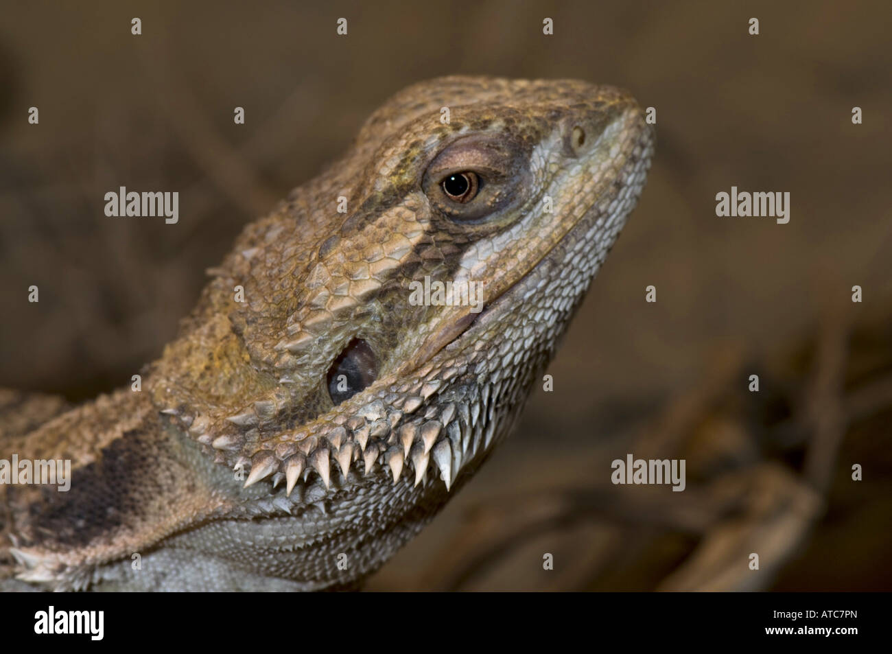 bearded dragon (Amphibolurus barbatus, Pogona barbatus), portrait Stock ...