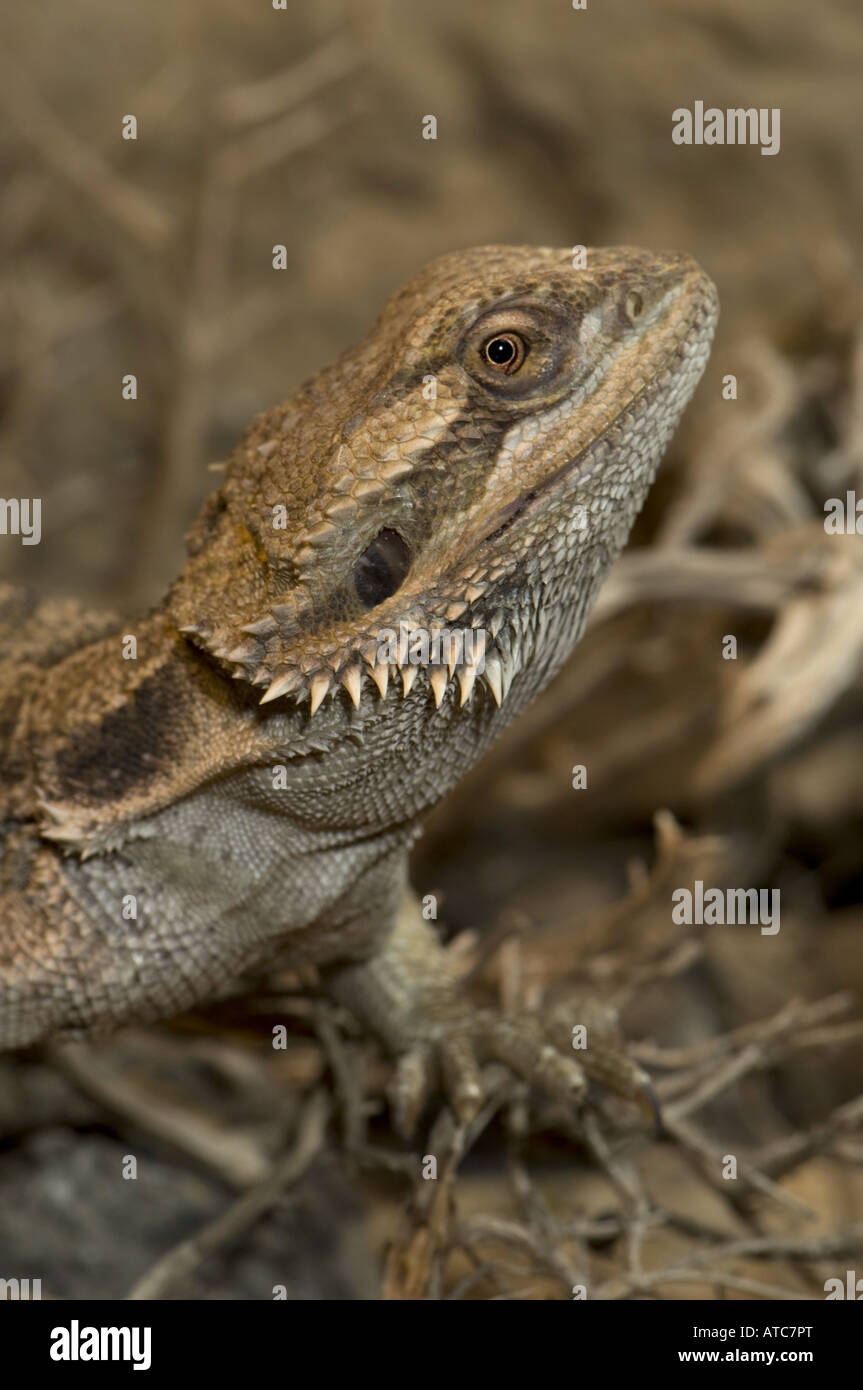 bearded dragon (Amphibolurus barbatus, Pogona barbatus), portrait Stock ...
