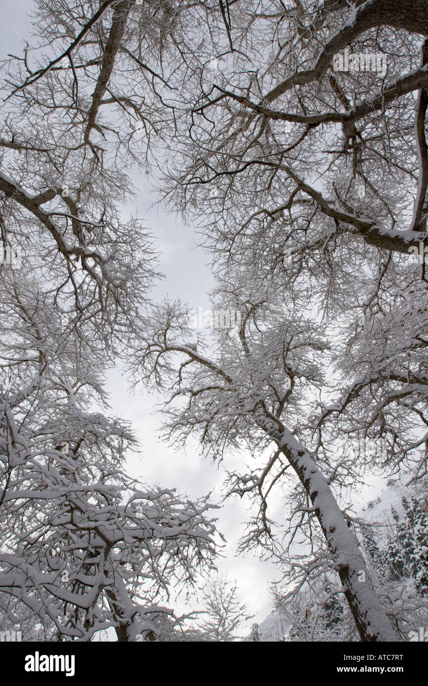 Massive cottonwood trees just after an early December snowfall, Freeze ...