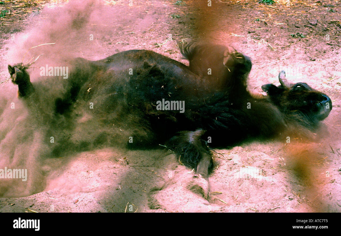 Bison golden gate park san francisco hi-res stock photography and ...