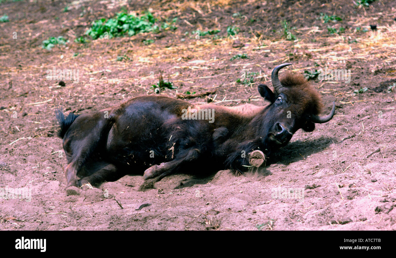 buffalo Bison bison taking dust bath North America Stock Photo - Alamy