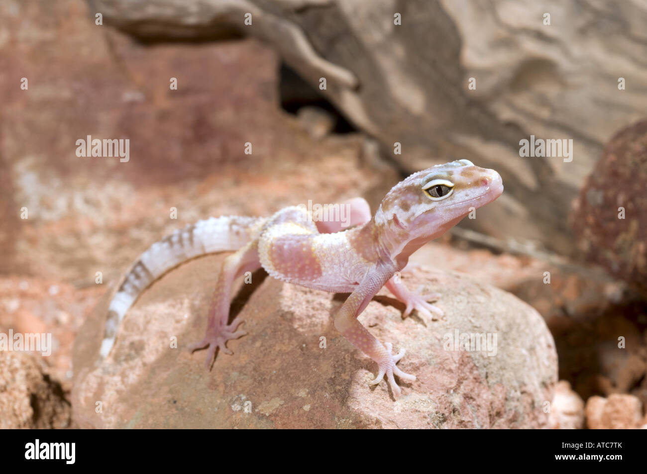 Leopard gecko (Eublepharis macularius), leucistic individual in ...