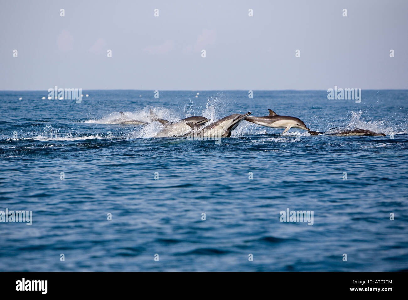 long beaked common dolphins Delphinus capensis Wild Coast Transkei ...