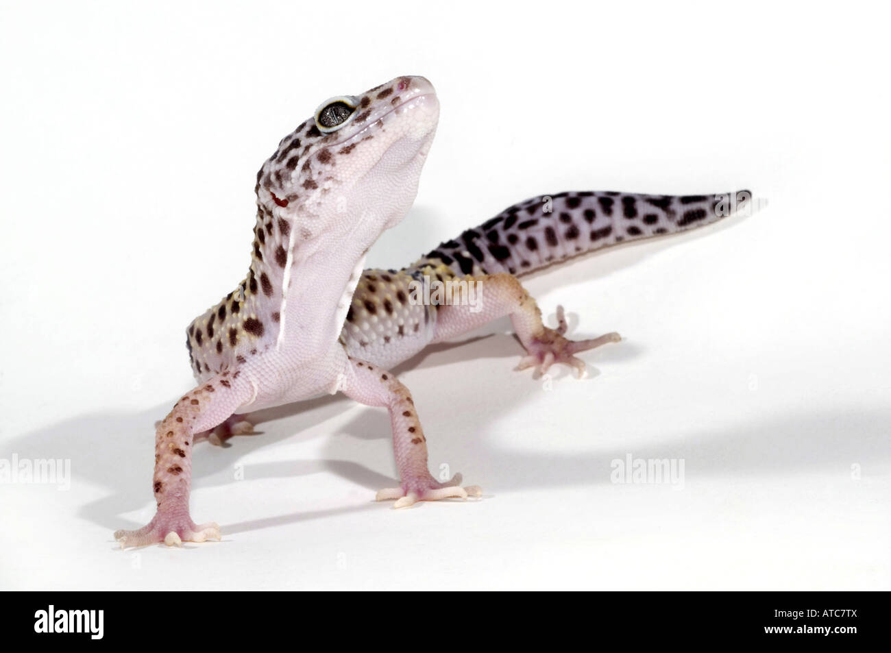 Ground view from front Cut Out Stock Images & Pictures - Alamy