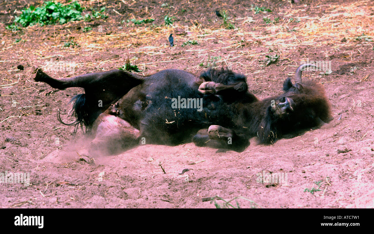 buffalo Bison bison taking dust bath North America Stock Photo - Alamy