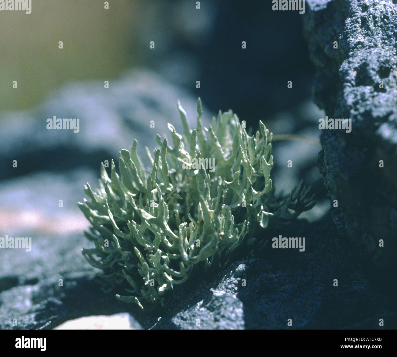 Lichens symbiotic fungus alga hi-res stock photography and images - Alamy