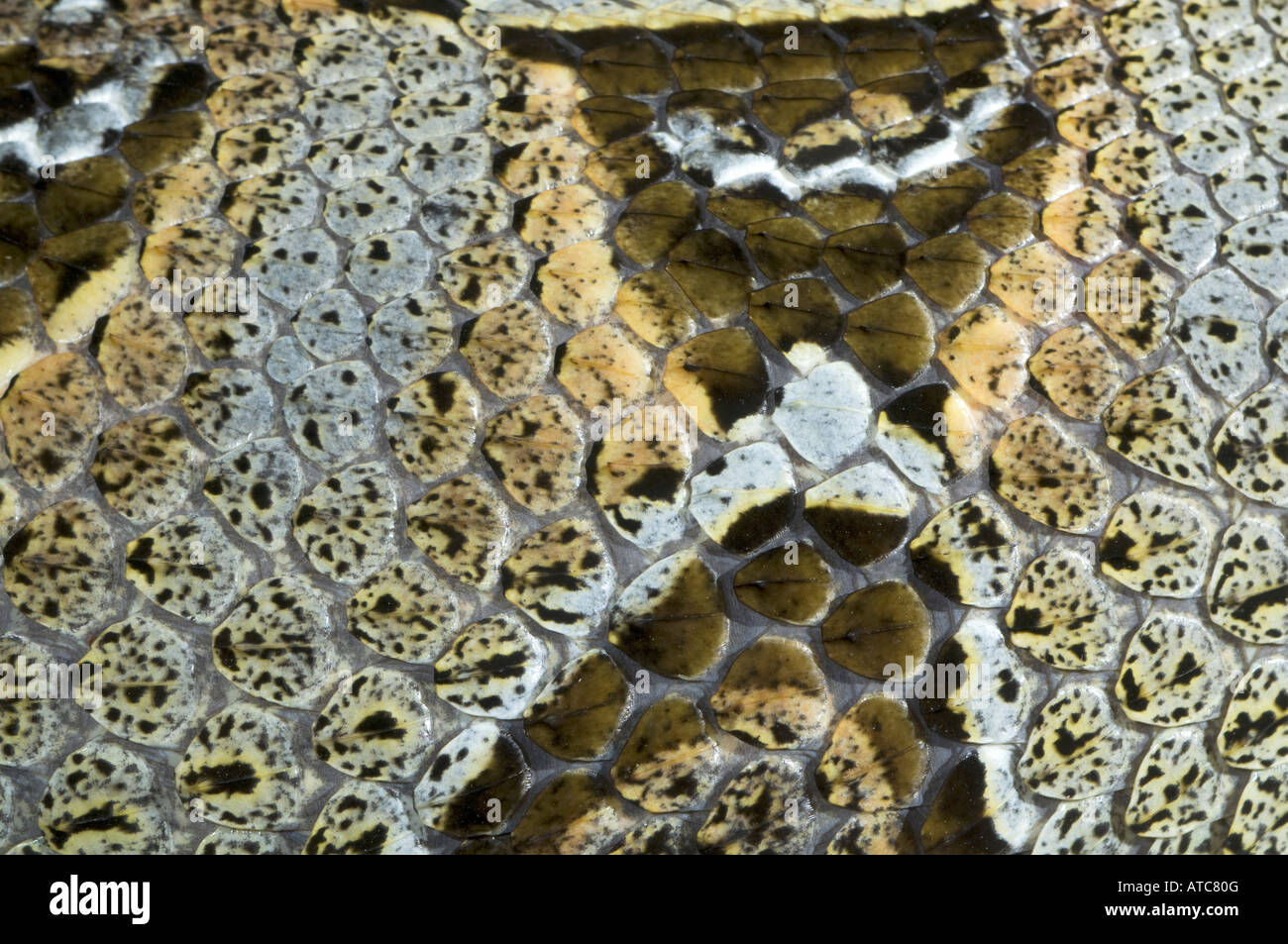 river jack, rhinoceros viper (Bitis nasicornis), snakeskin Stock Photo ...