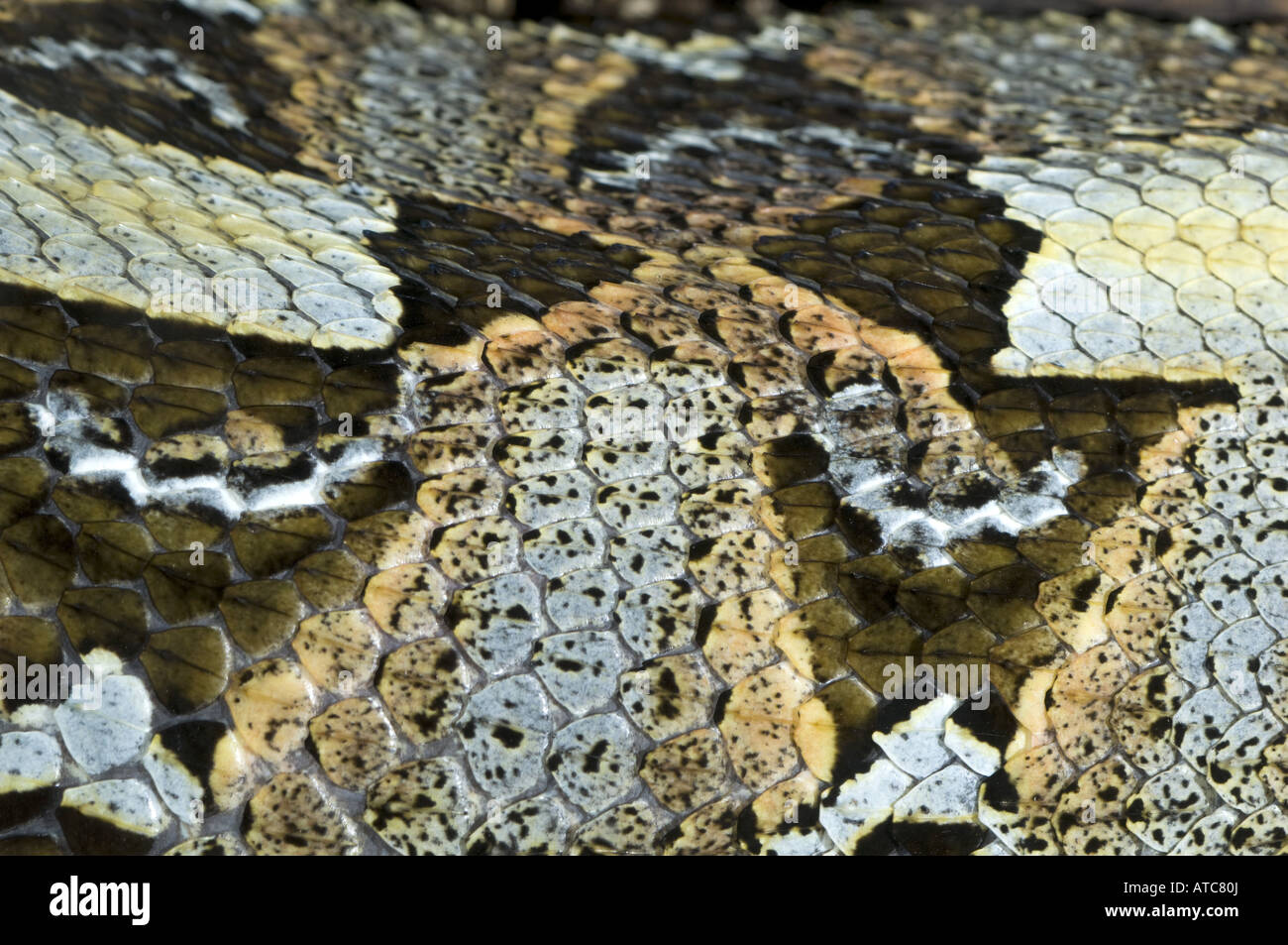 river jack, rhinoceros viper (Bitis nasicornis), snakeskin Stock Photo ...