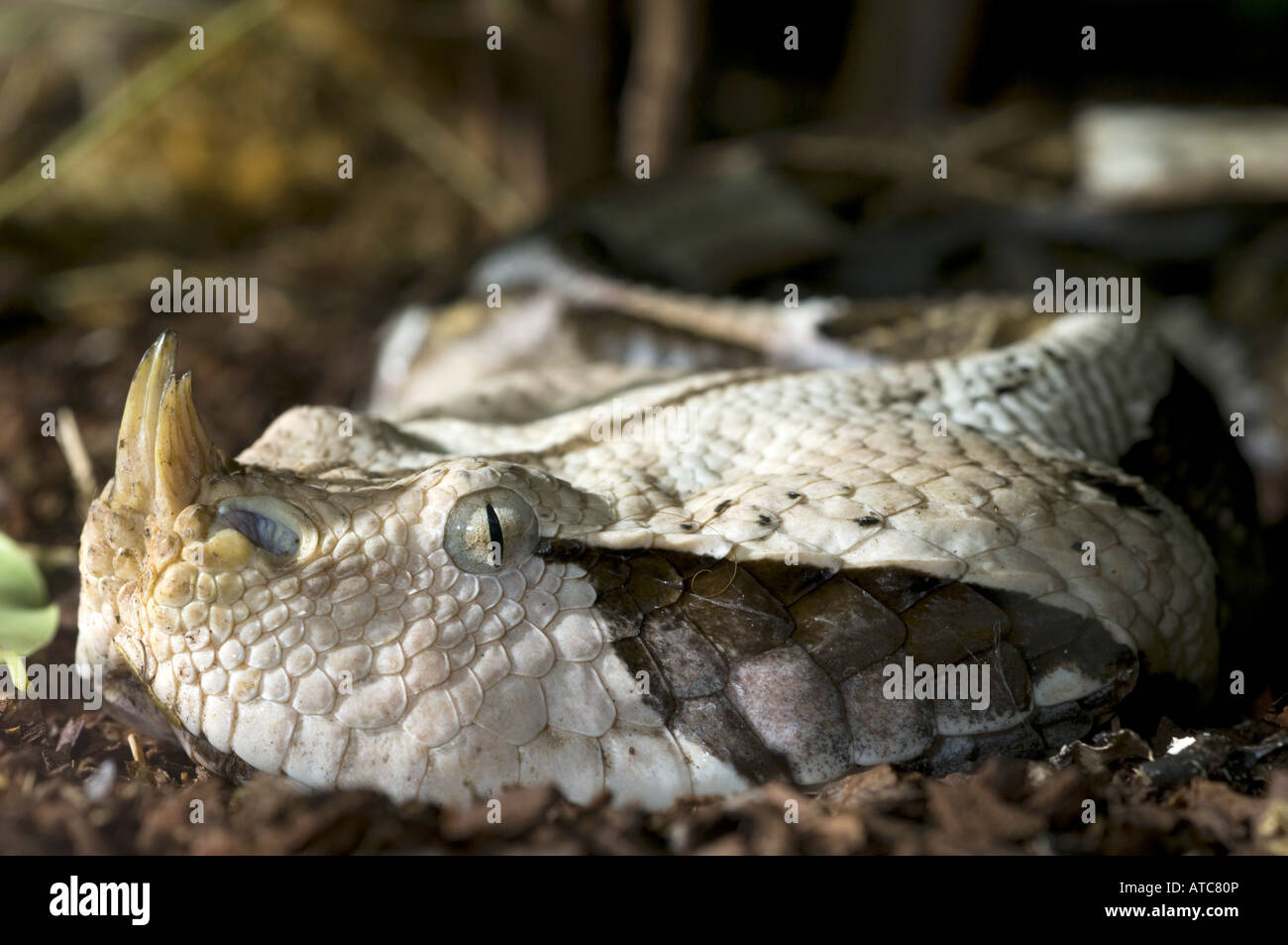 Gaboon viper (Bitis gabonica), portrait Stock Photo - Alamy