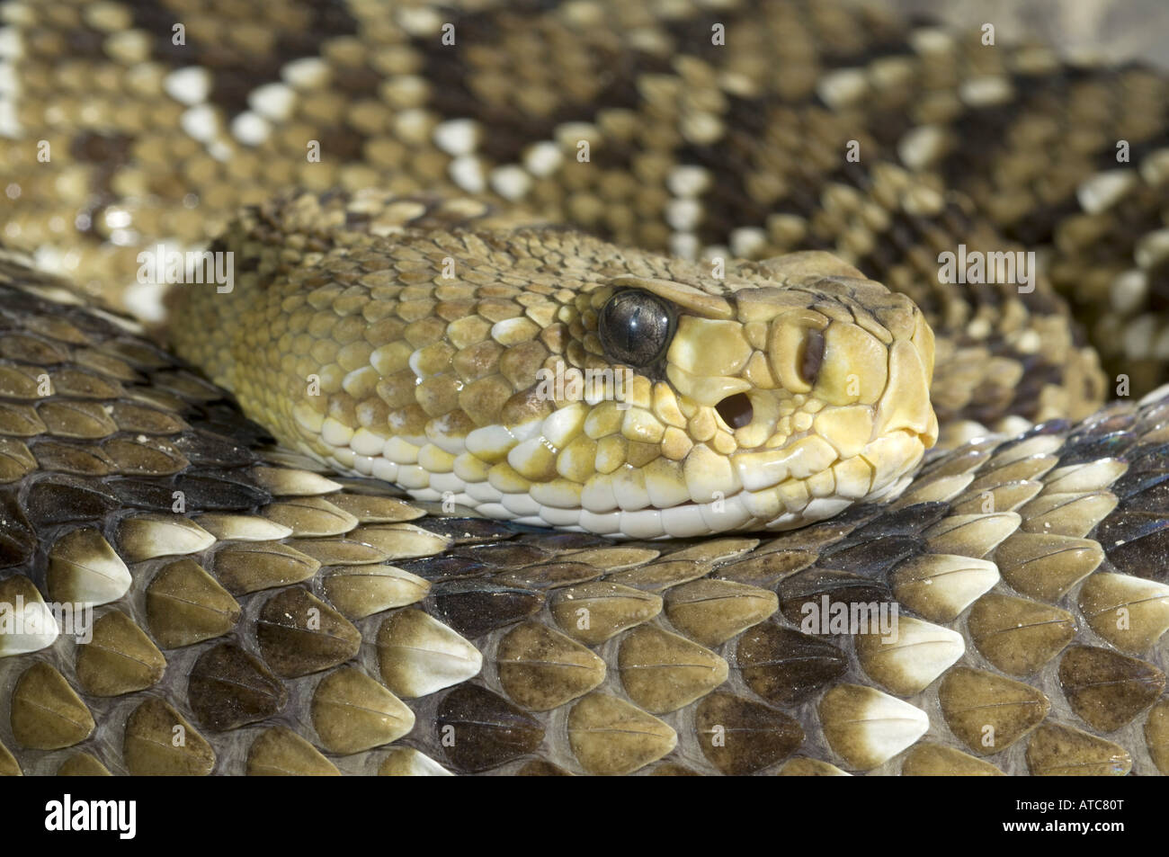 Mexican West-coast rattlesnake (Crotalus basiliscus), portrait Stock ...