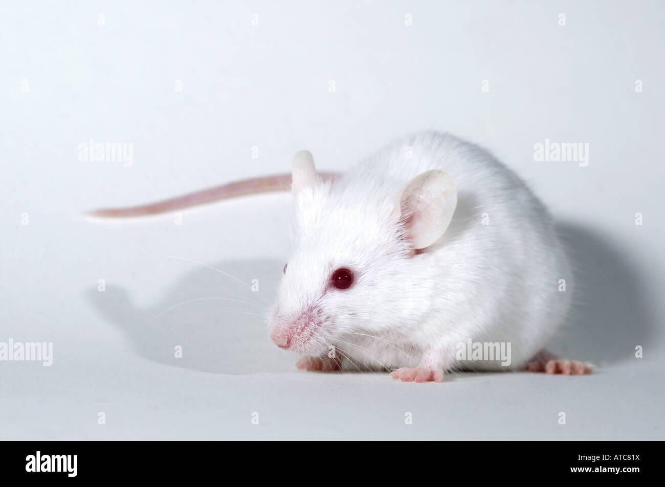 house mouse (Mus musculus), albino mouseon white subsurface, captive ...