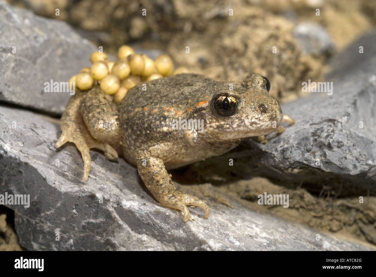 midwife toad (Alytes obstetricans), male with eggs, Germany, Nordrhein ...