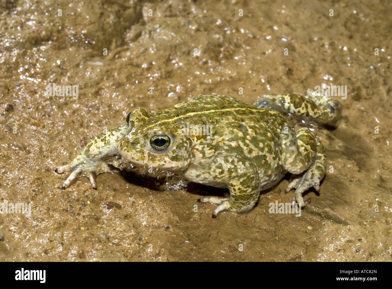 Walking toad hi-res stock photography and images - Alamy