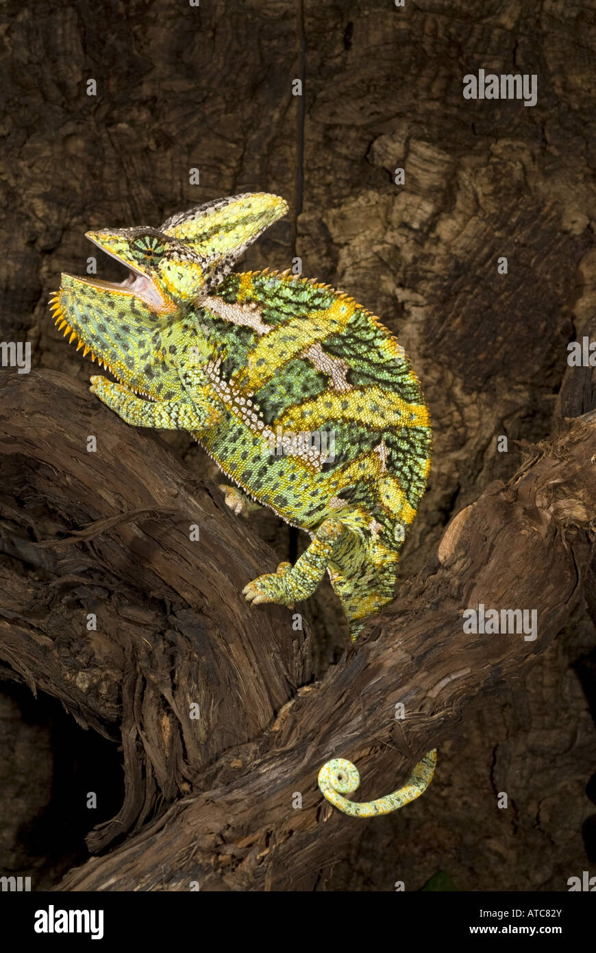 Yemen chameleon, cone-headed chameleon, veiled chameleon (Chamaeleo ...