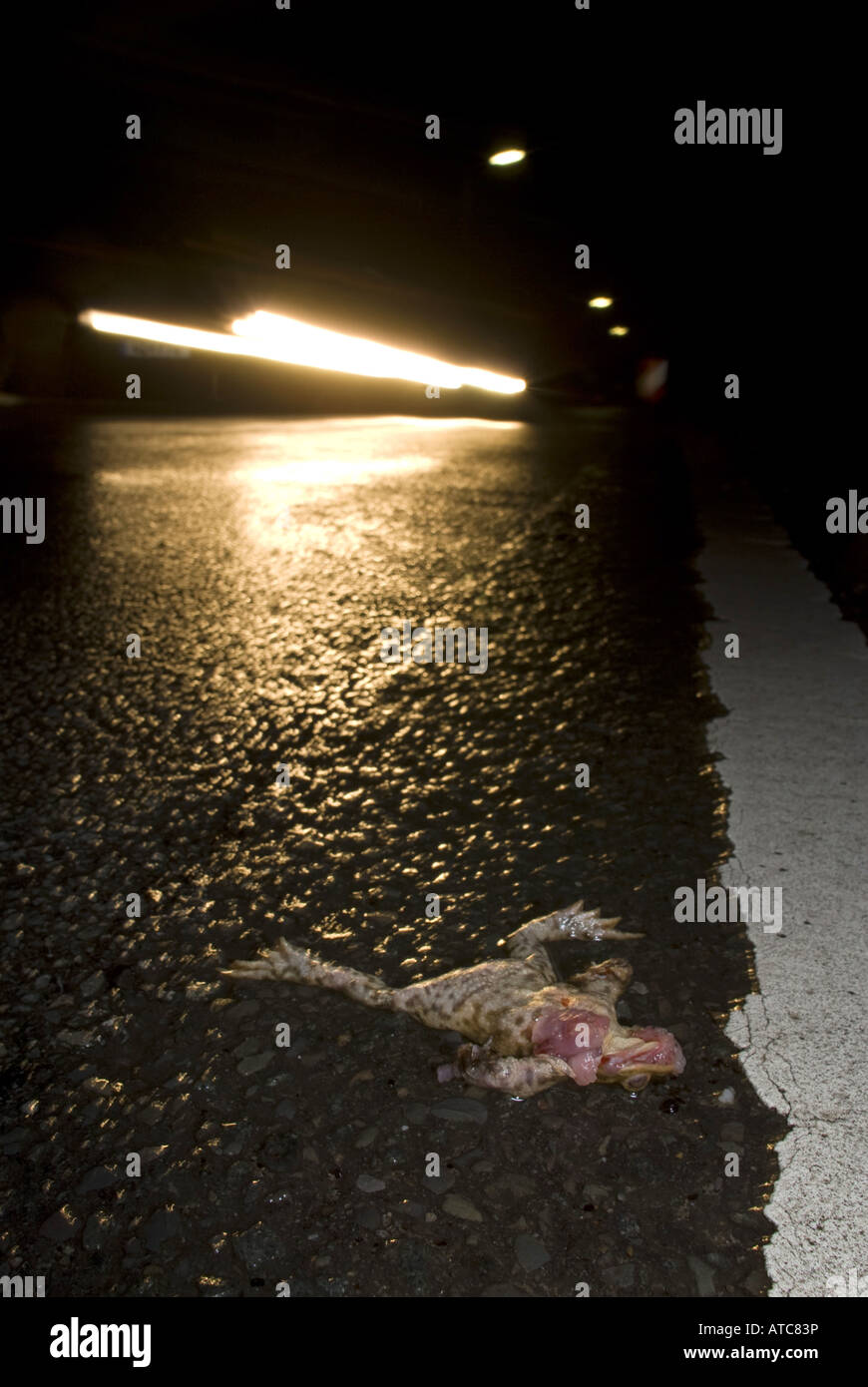 European common toad (Bufo bufo), roadkill during amphibian migration ...
