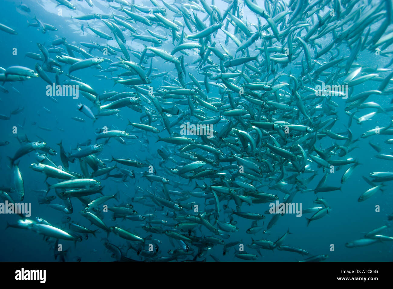 Sardine In Ocean
