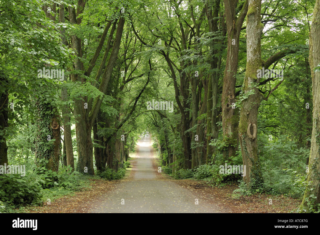 large-leaved lime, lime tree (Tilia platyphyllos), Lime Alley, Germany ...