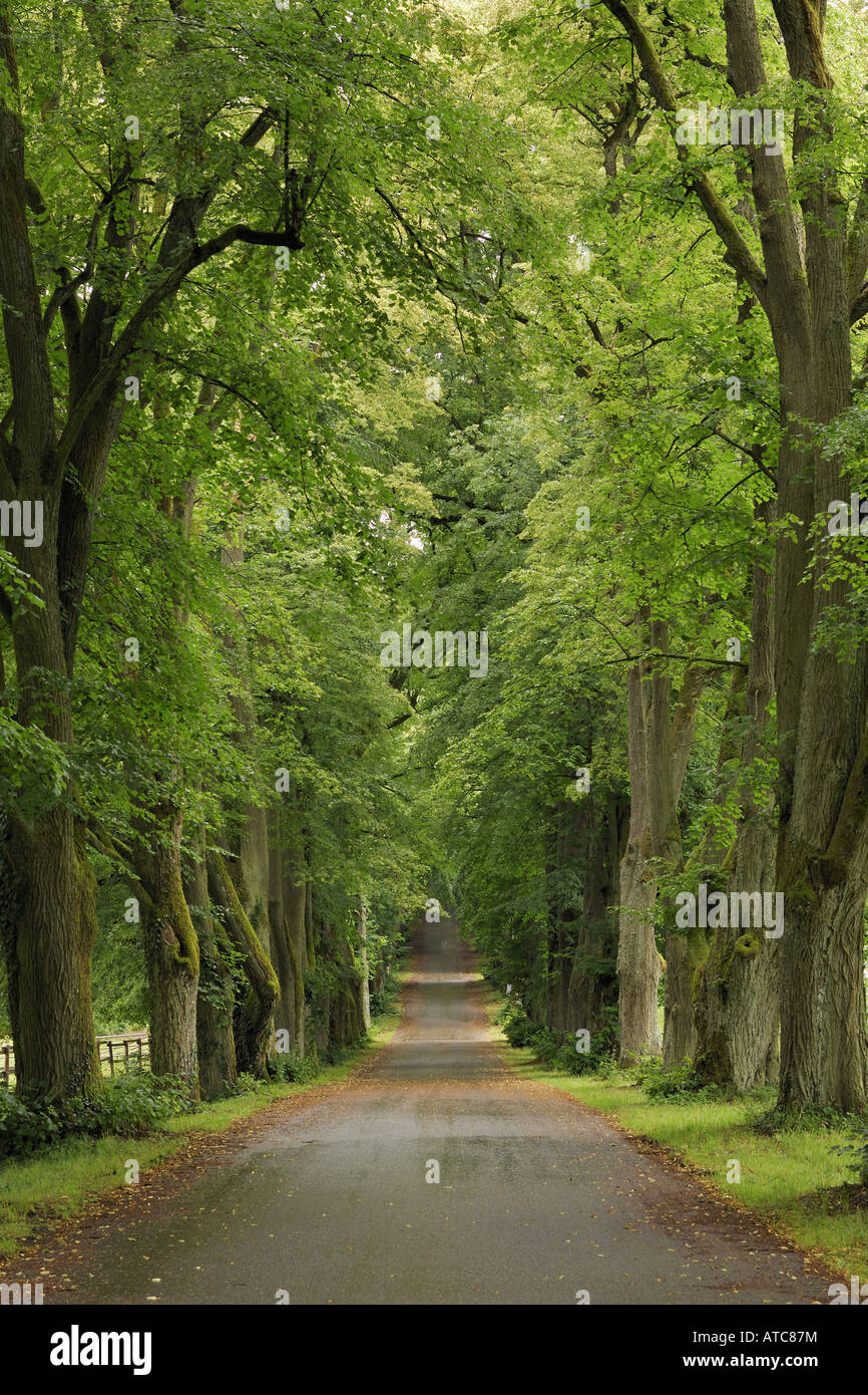 large-leaved lime, lime tree (Tilia platyphyllos), Lime Alley, Germany ...