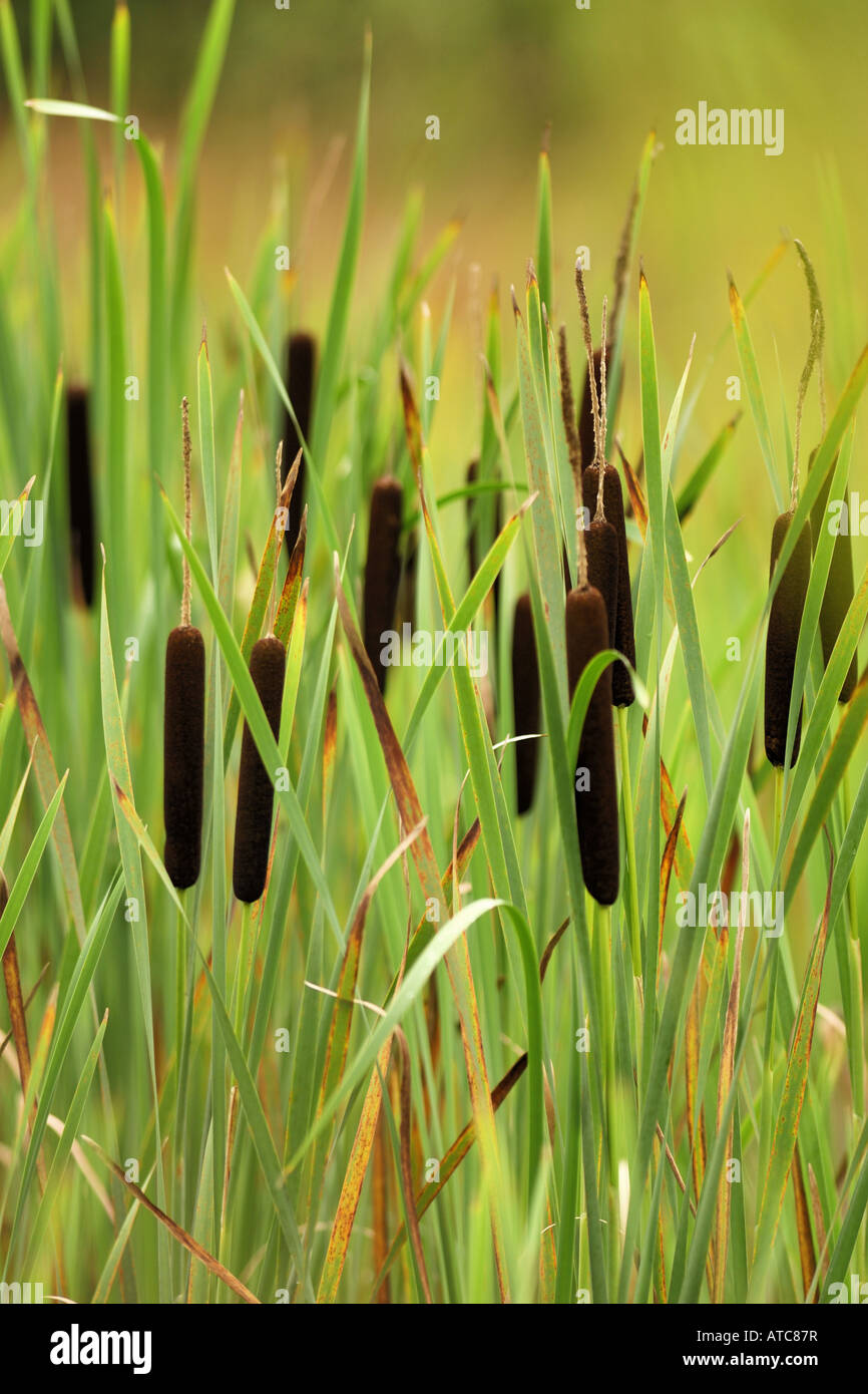 common cattail, broad-leaved cattail, broad-leaved cat's tail, great ...