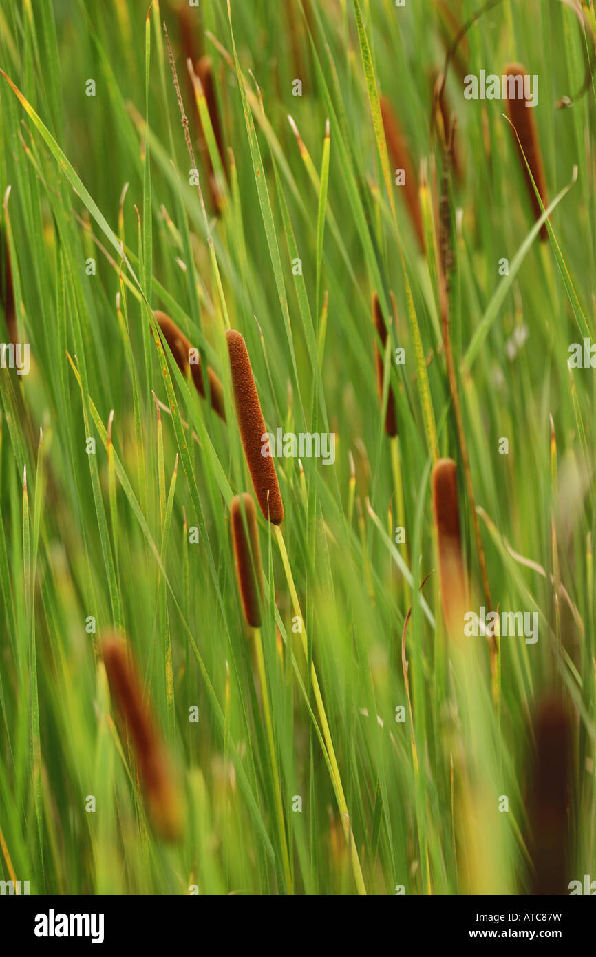 common cattail, broad-leaved cattail, broad-leaved cat's tail, great ...