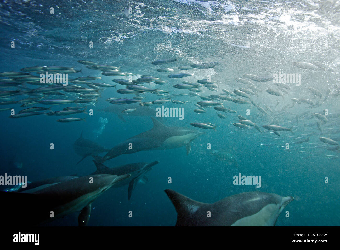 Dolphin hunting fish hi-res stock photography and images - Alamy