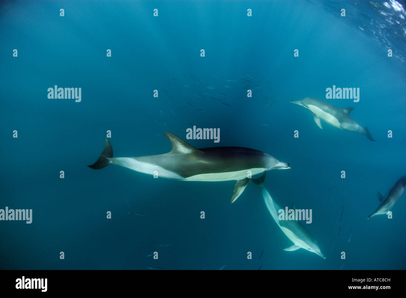 long beaked common dolphins Delphinus capensis Wild Coast Transkei ...