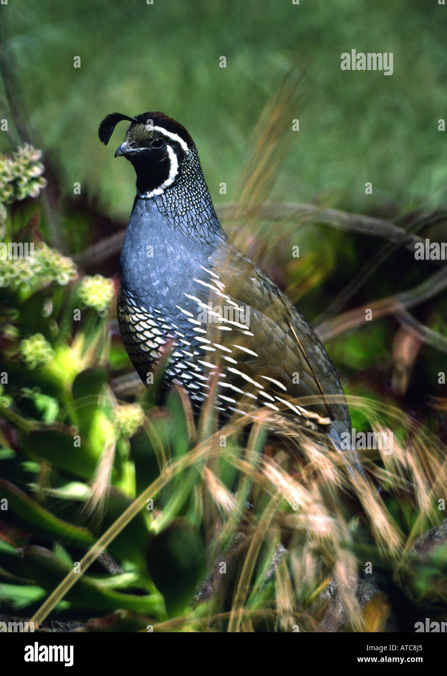 male California quail Callipepla californica Golden Gate Park San ...