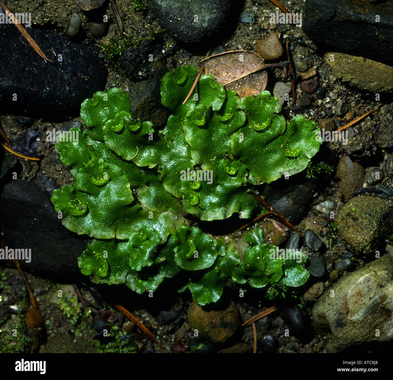 Liverwort plant a bryophyte Santa Cruz Mountains California USA Stock ...