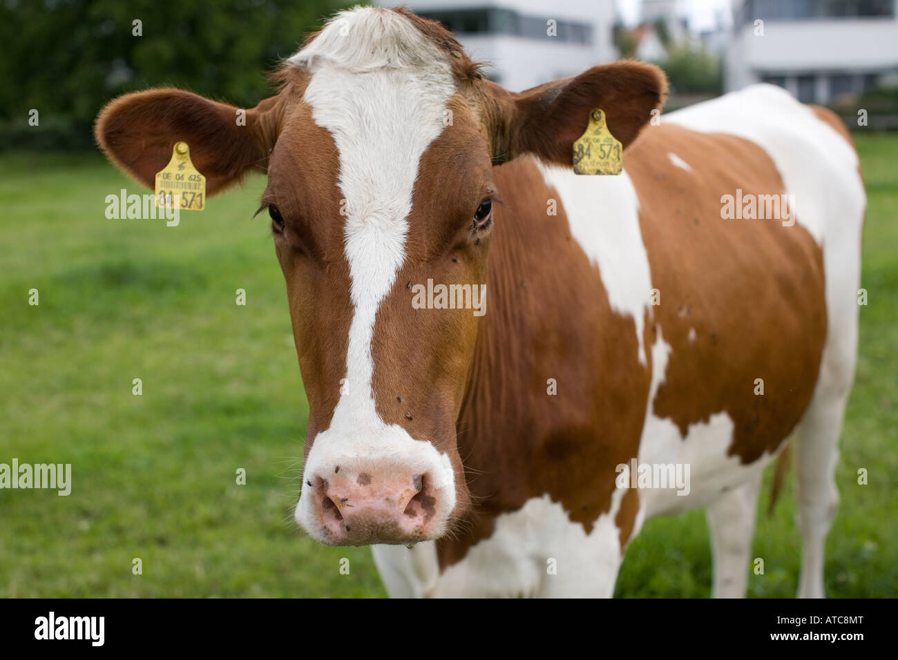 Calf with ear marks hi-res stock photography and images - Alamy