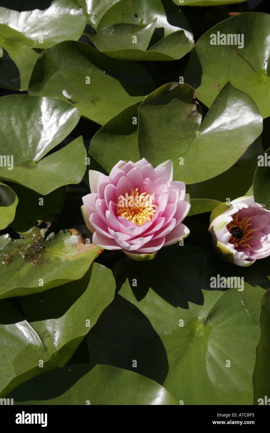 HORTICULTURE. NYMPHAEA. A PINK FLOWERING WATER LILY NYMPHAEACEAE Stock ...
