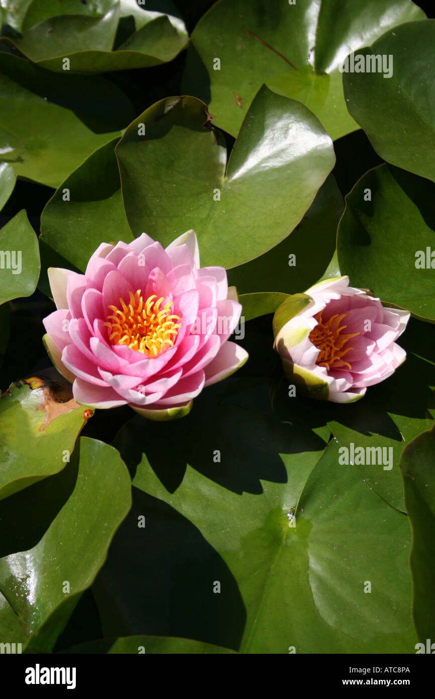HORTICULTURE. NYMPHAEA. A PINK FLOWERING WATER LILY NYMPHAEACEAE Stock ...