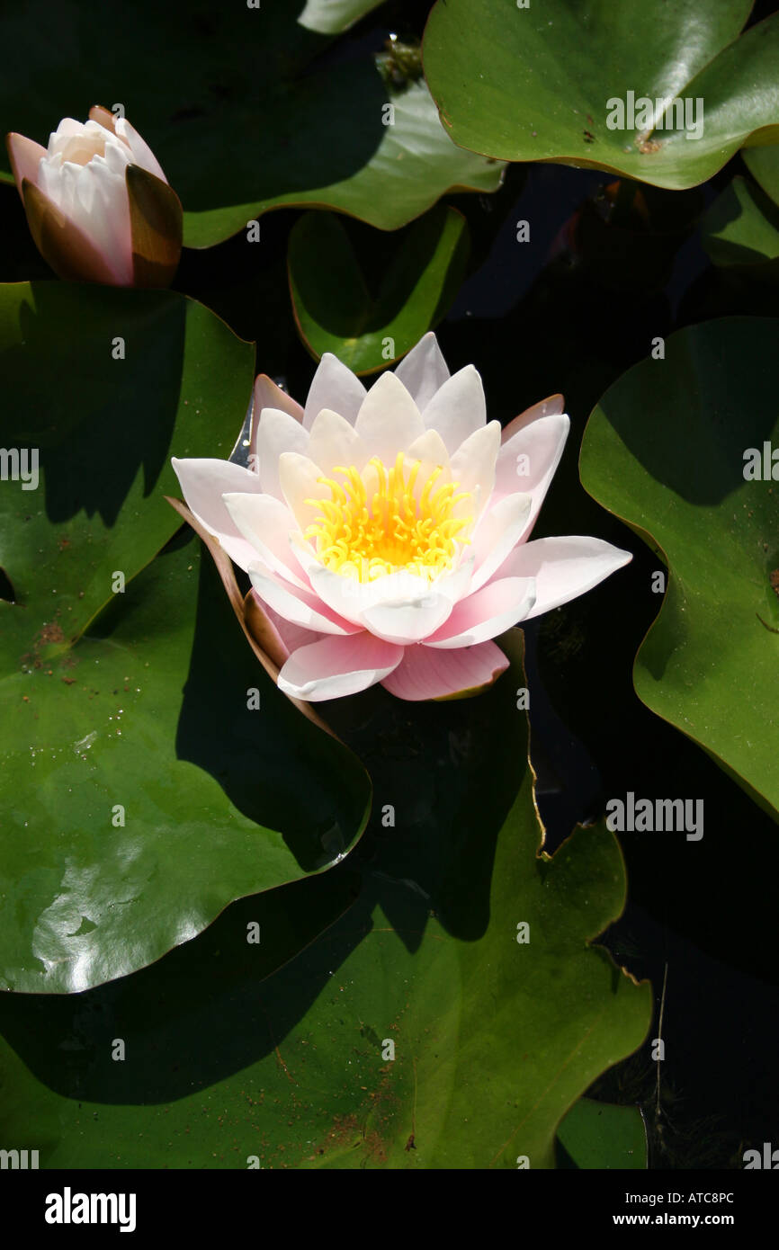 HORTICULTURE. NYMPHAEA. A PINK FLOWERING WATER LILY NYMPHAEACEAE Stock ...