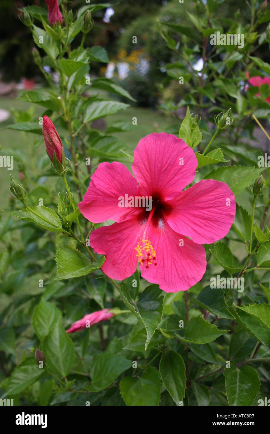 HORTICULTURE. A RED FLOWERING HIBISCUS ROSA SINENSIS. ROSE OF CHINA ...