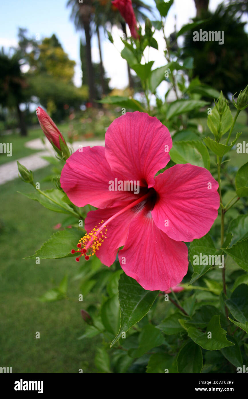 HORTICULTURE. A RED FLOWERING HIBISCUS ROSA SINENSIS. ROSE OF CHINA ...