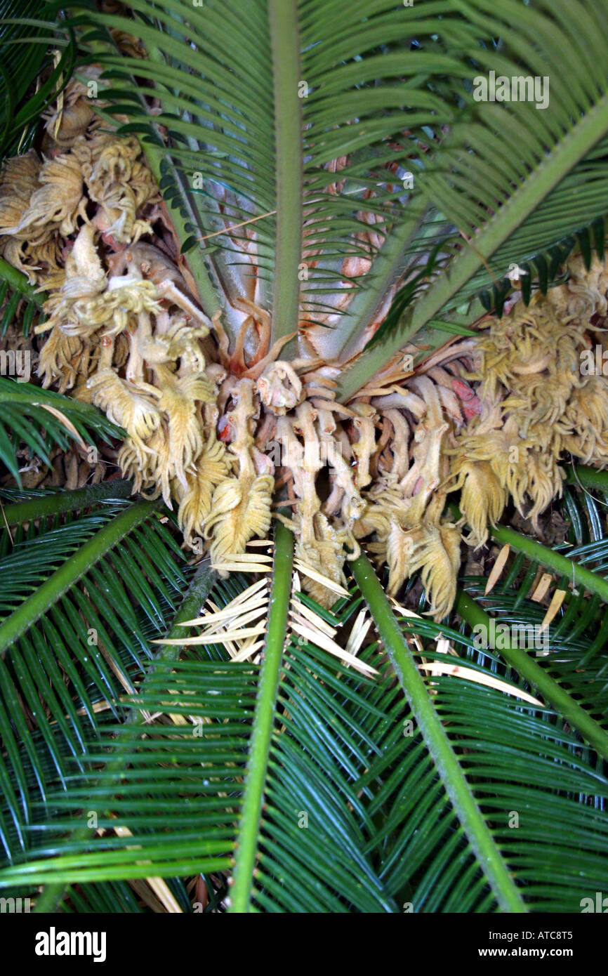 PHOENIX CANARIENSIS. ARECACEAE PALME Stock Photo - Alamy