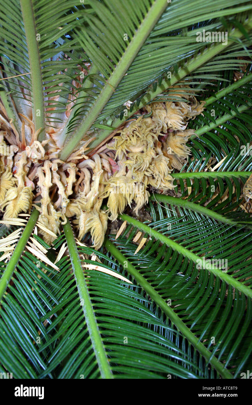 Phoenix canariensis garden hi-res stock photography and images - Alamy