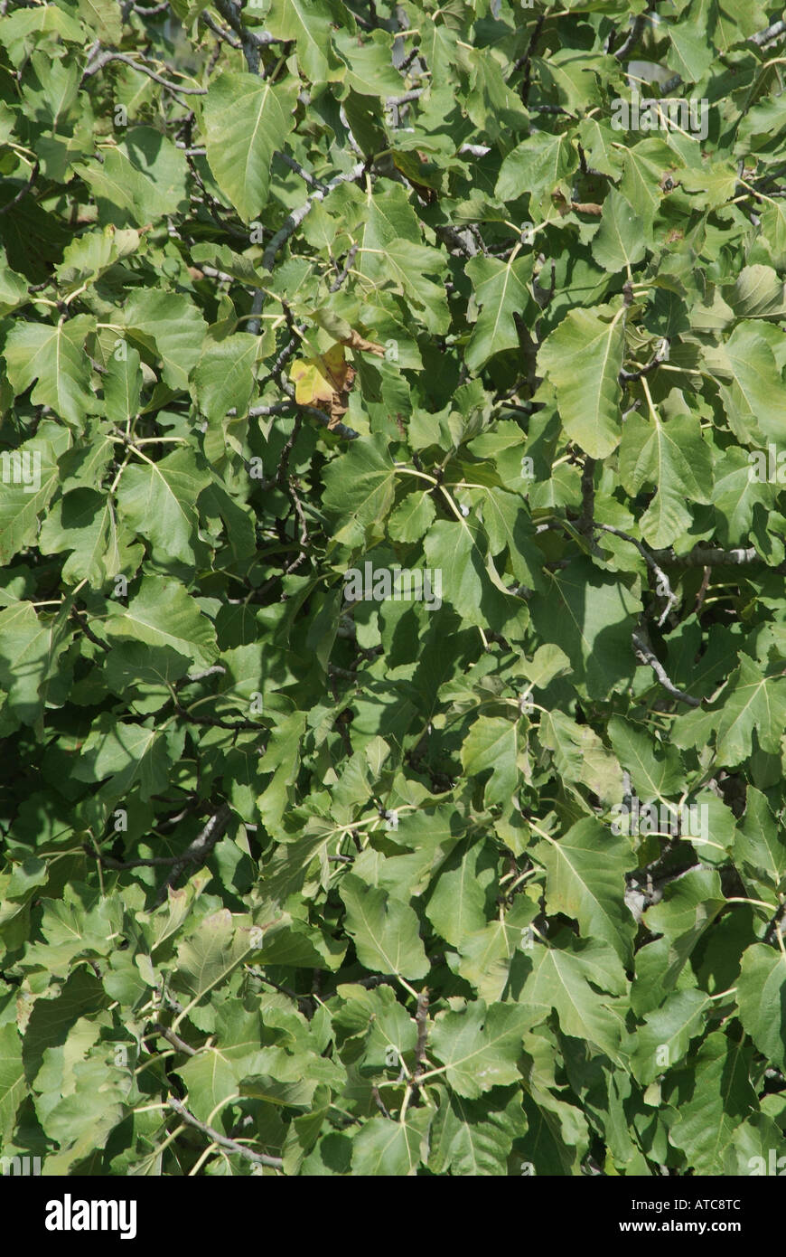 fig, leaf, leaves, tree, figs Stock Photo - Alamy