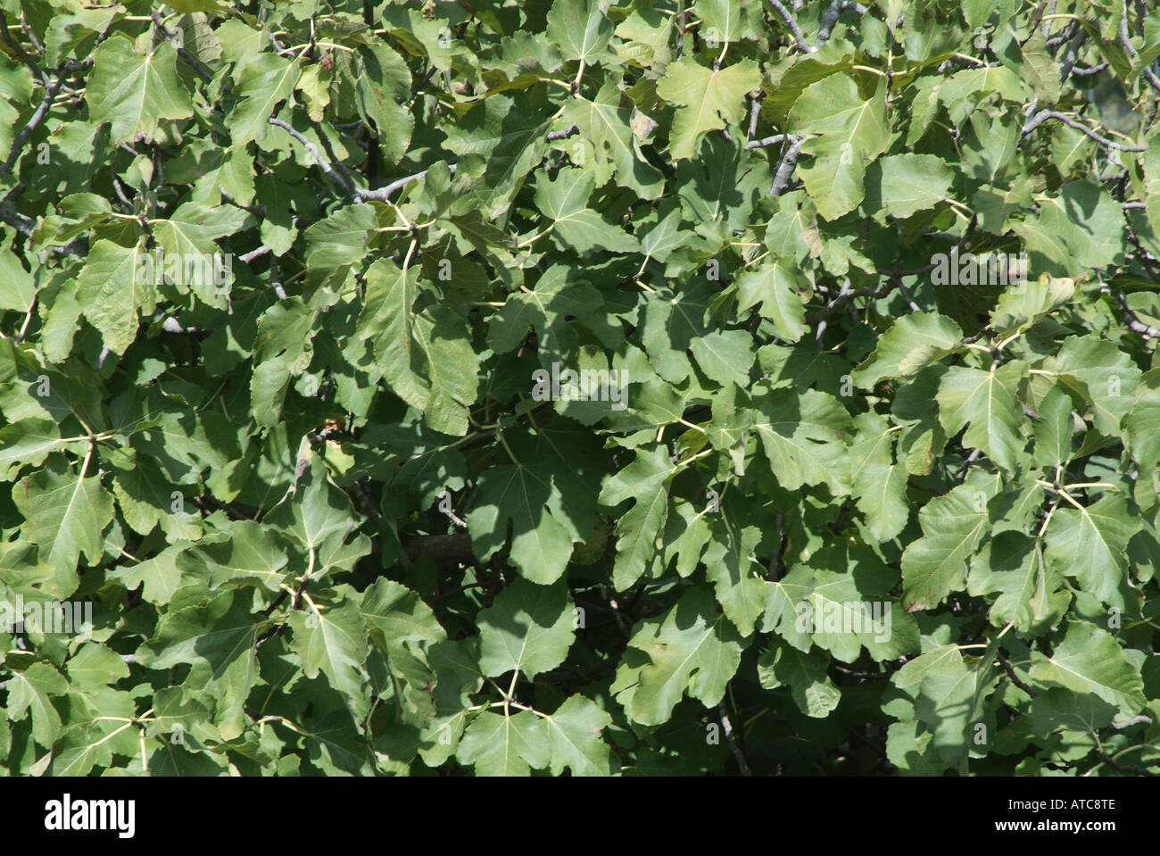 fig, leaf, leaves, tree, figs Stock Photo - Alamy