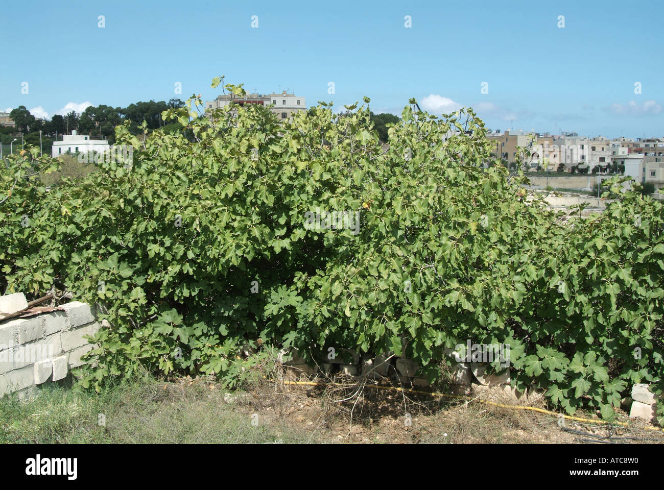 fig, leaf, leaves, tree, figs Stock Photo - Alamy