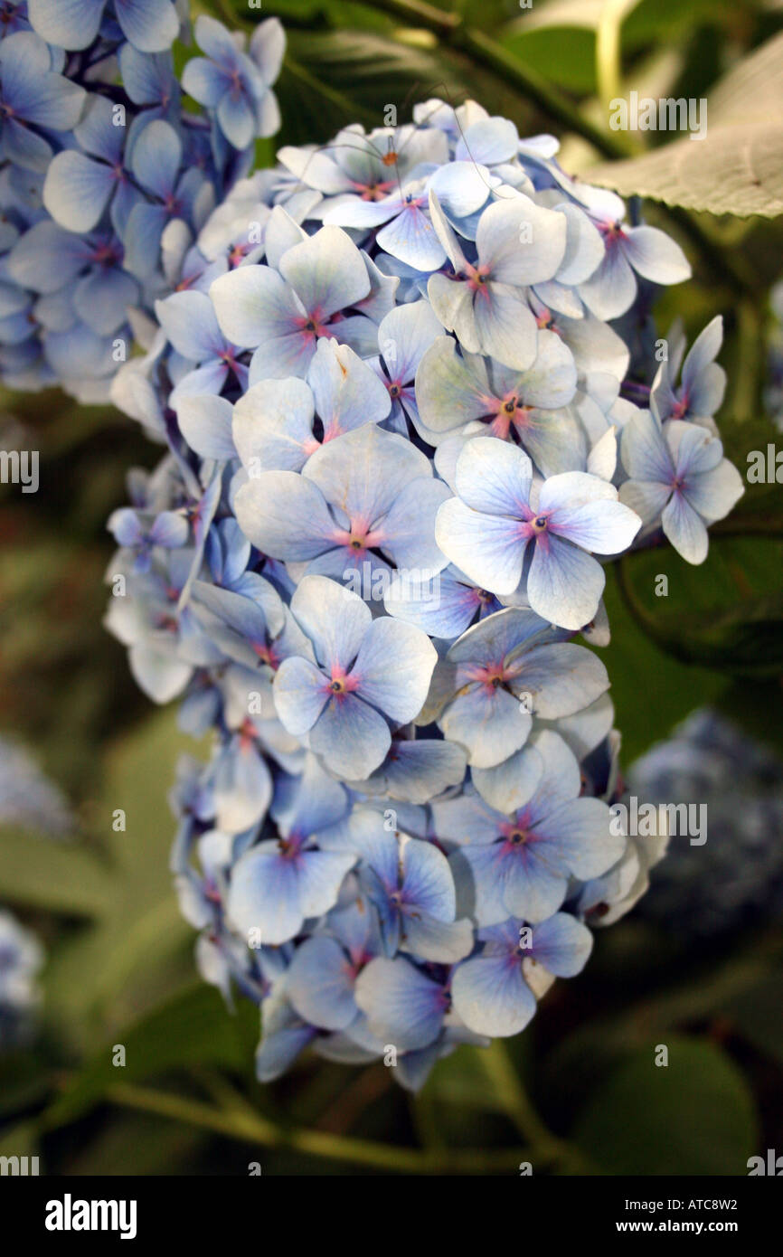 Evergreen hydrangea hi-res stock photography and images - Alamy