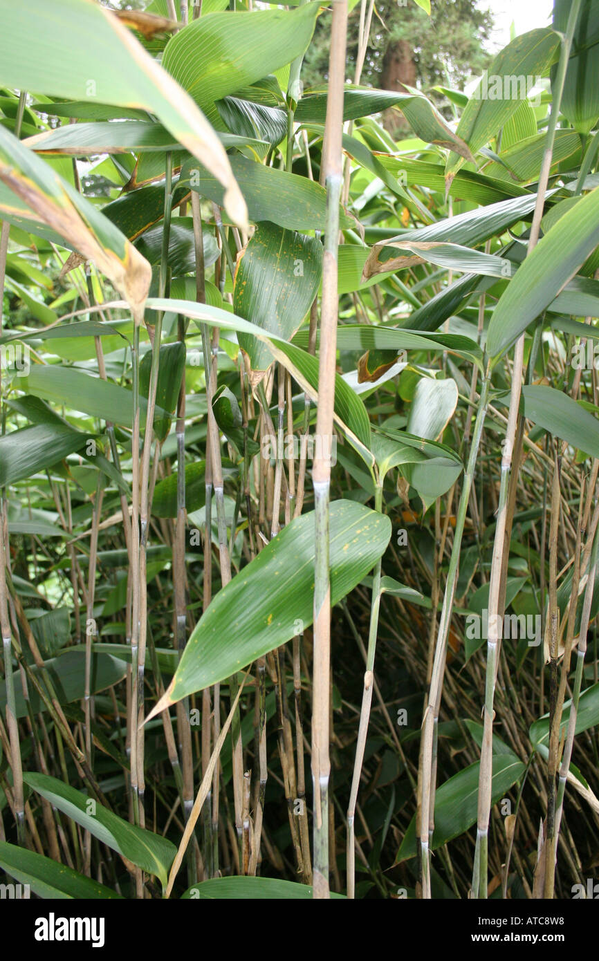 Spreading bamboo clump hi-res stock photography and images - Alamy