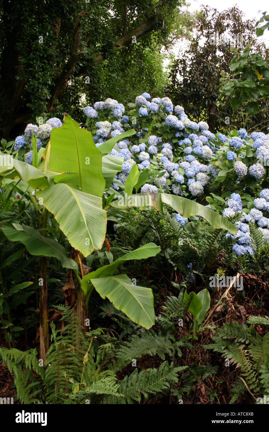 SUB-TROPICAL GARDEN BORDER Stock Photo - Alamy