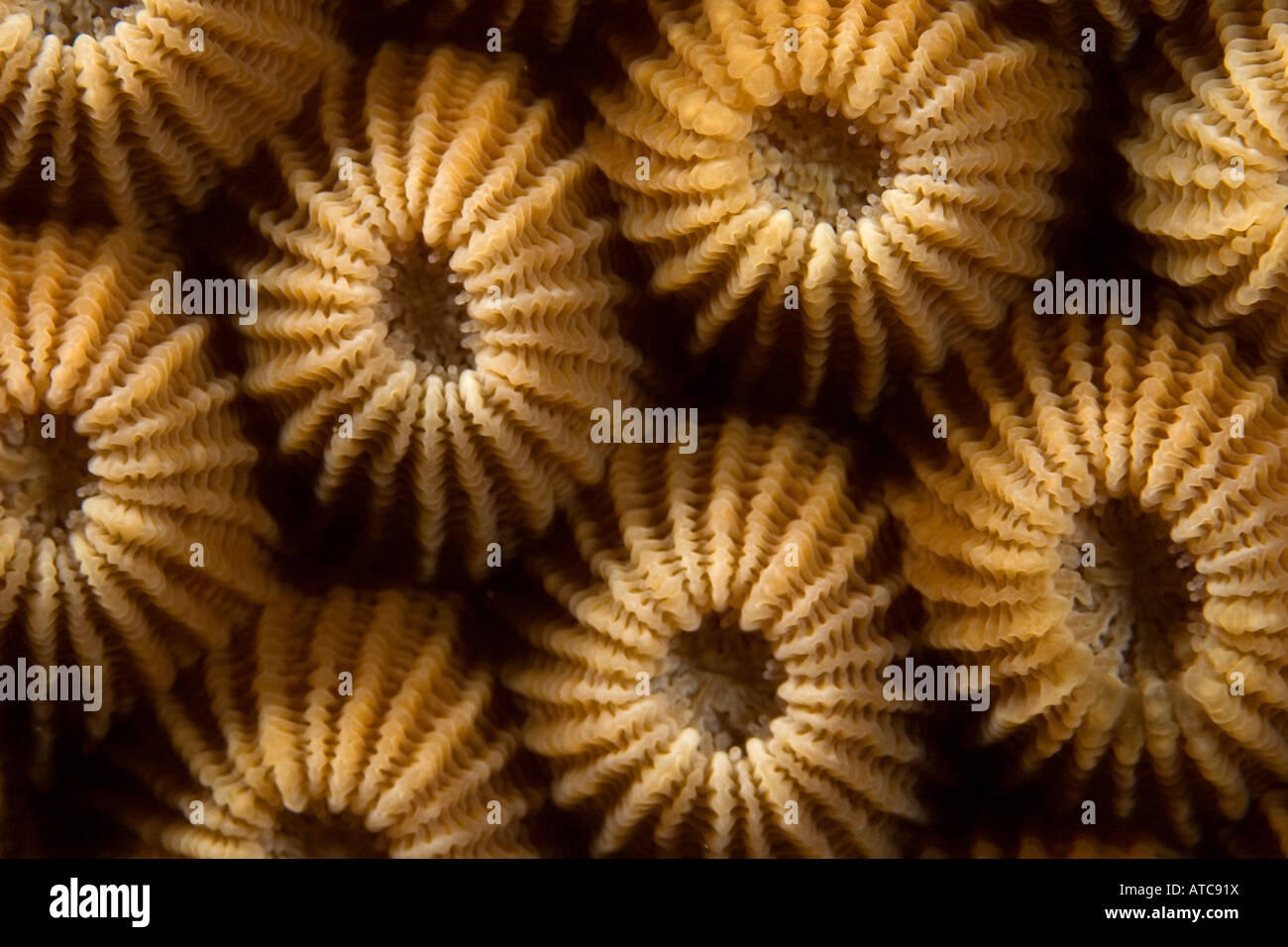 Coral polyps, underwater, ocean, sea, scuba, diving, coral reef ...