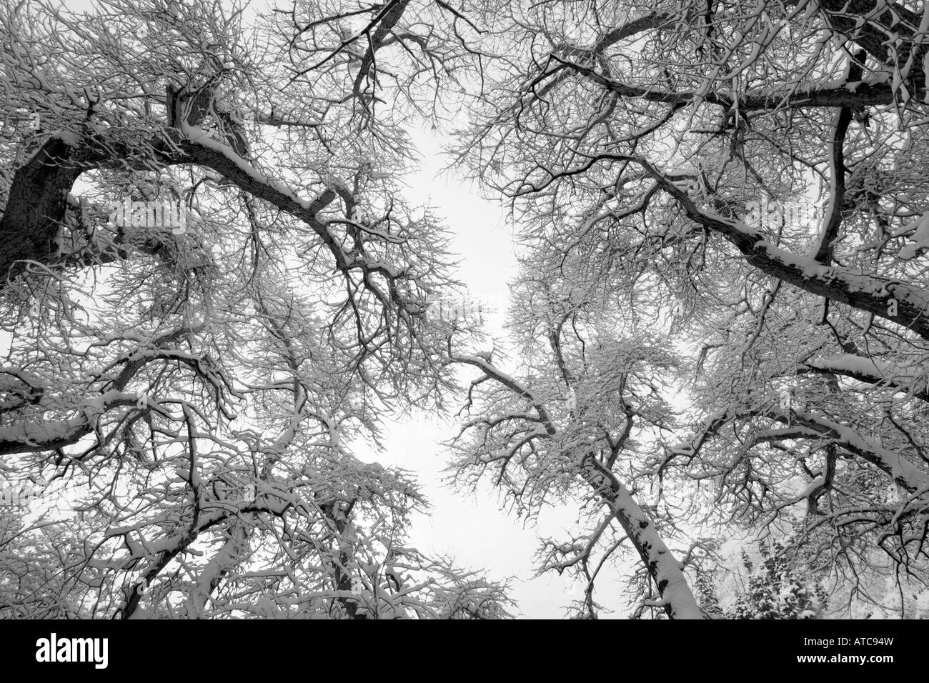 Massive cottonwood trees just after an early December snowfall, Freeze ...