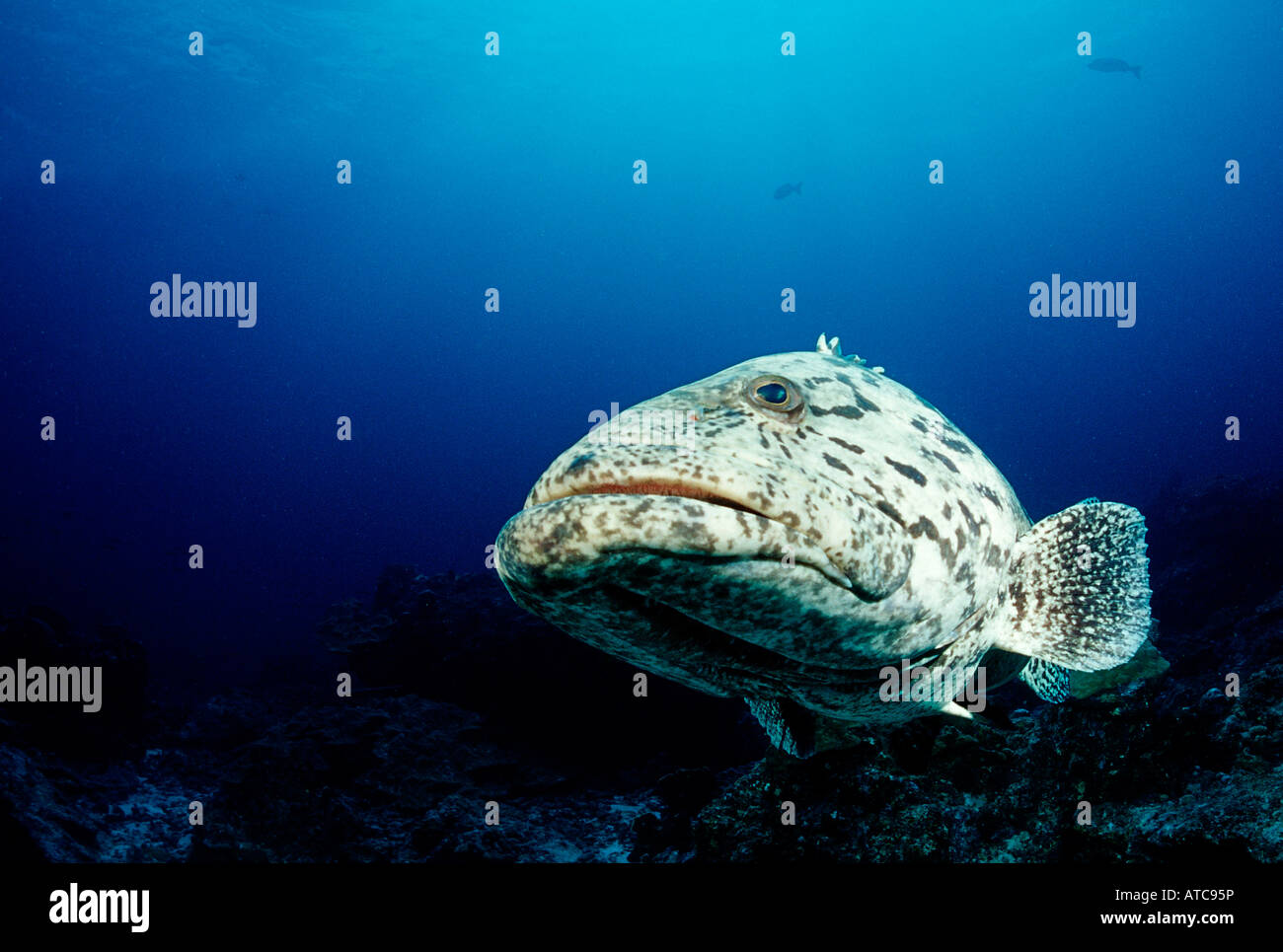 Potato grouper thailand hi-res stock photography and images - Alamy