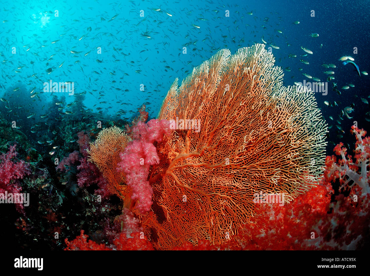 Pygmy Sweepers at Coral Reef Similan Islands Thailand Stock Photo - Alamy